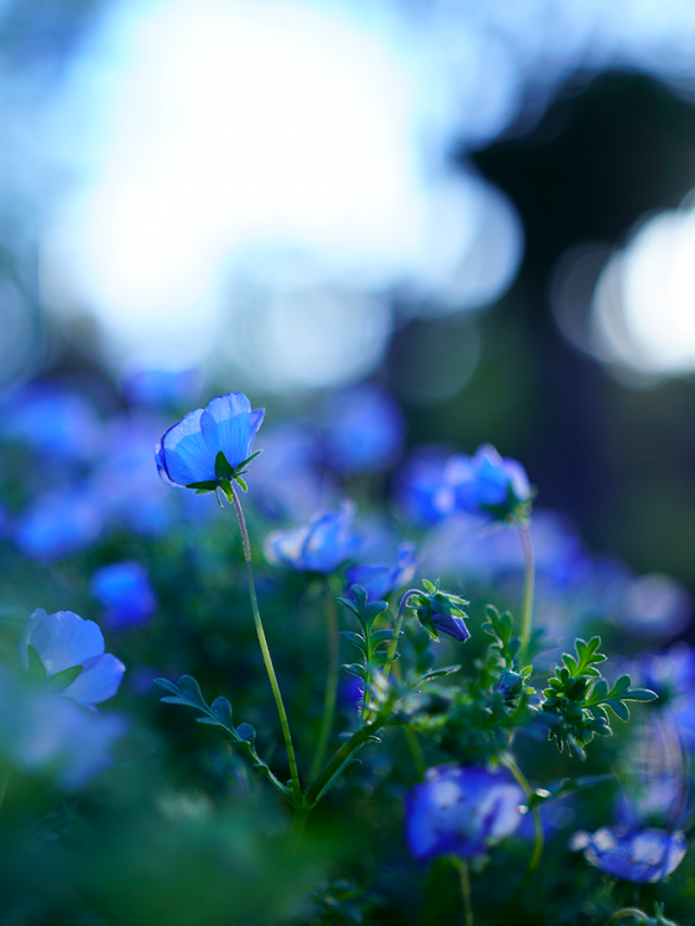 35mm F1.4 DG DN | Art Sample photo gallery - SIGMA CORPORATION